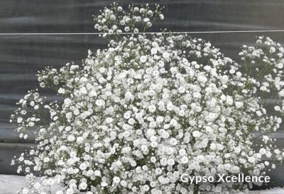 Colombian filler - Gypso xcellence- The Farm Direct Company