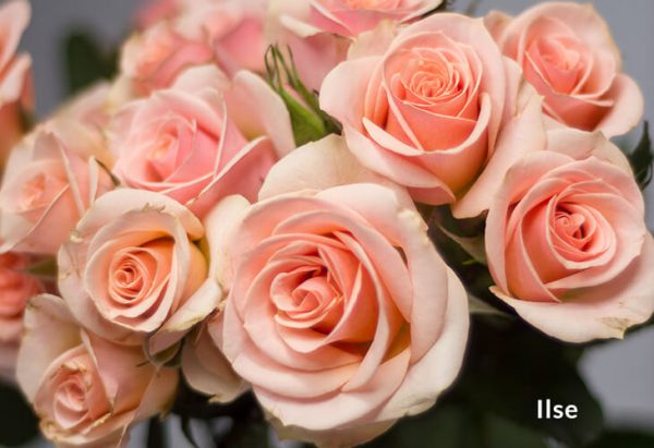 Colombian Spray roses- pink - ilse - The farm Direct Company