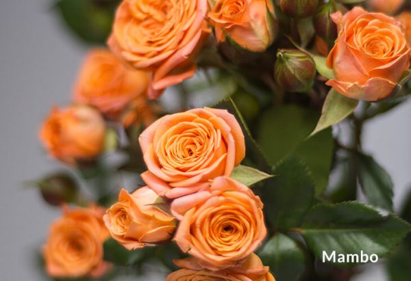 Colombian Spray roses- orange - mambo - The farm Direct Company